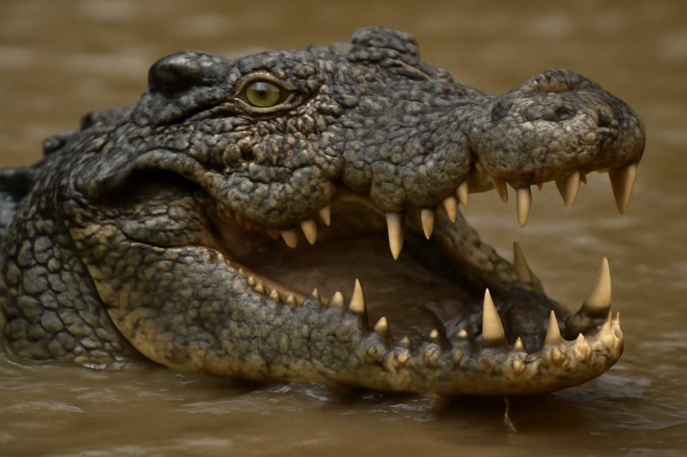 Crocodile Eat What: Surprising Facts About Their Diet and Feeding ...