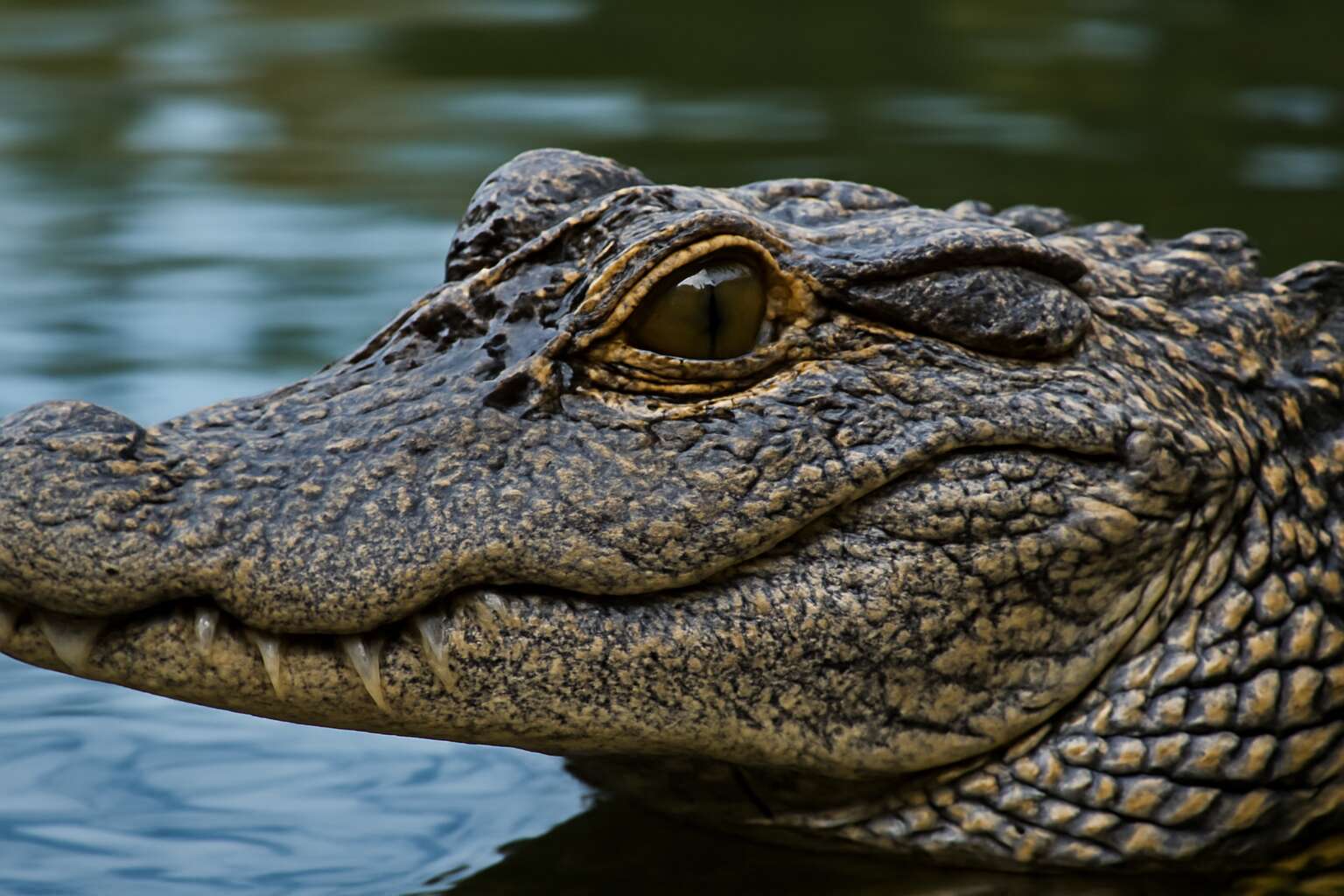How Crocodile Mate: Unveiling the Fascinating Mating Rituals of These ...